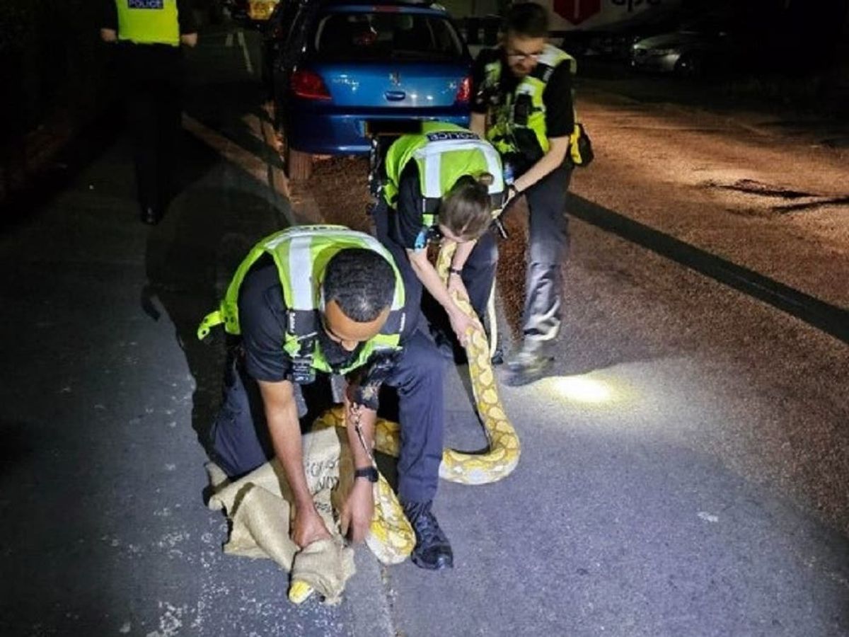 Police patrol get to grips with python after early-hours call-out ...