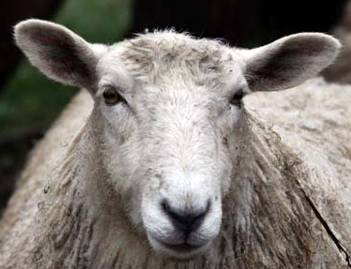 Shropshire's 'depressed sheep' and soggy owners hoping for better ...