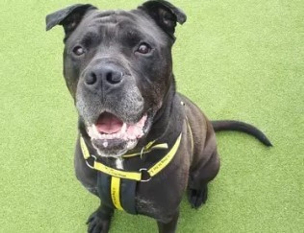 Dogs Trust: 13 beautiful dogs looking for their forever homes in ...