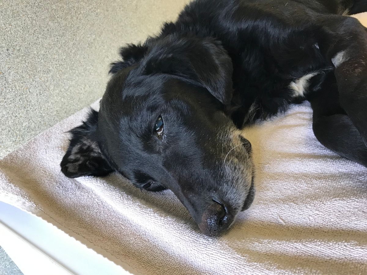 Poorly dog put down after being found abandoned in field with a large ...