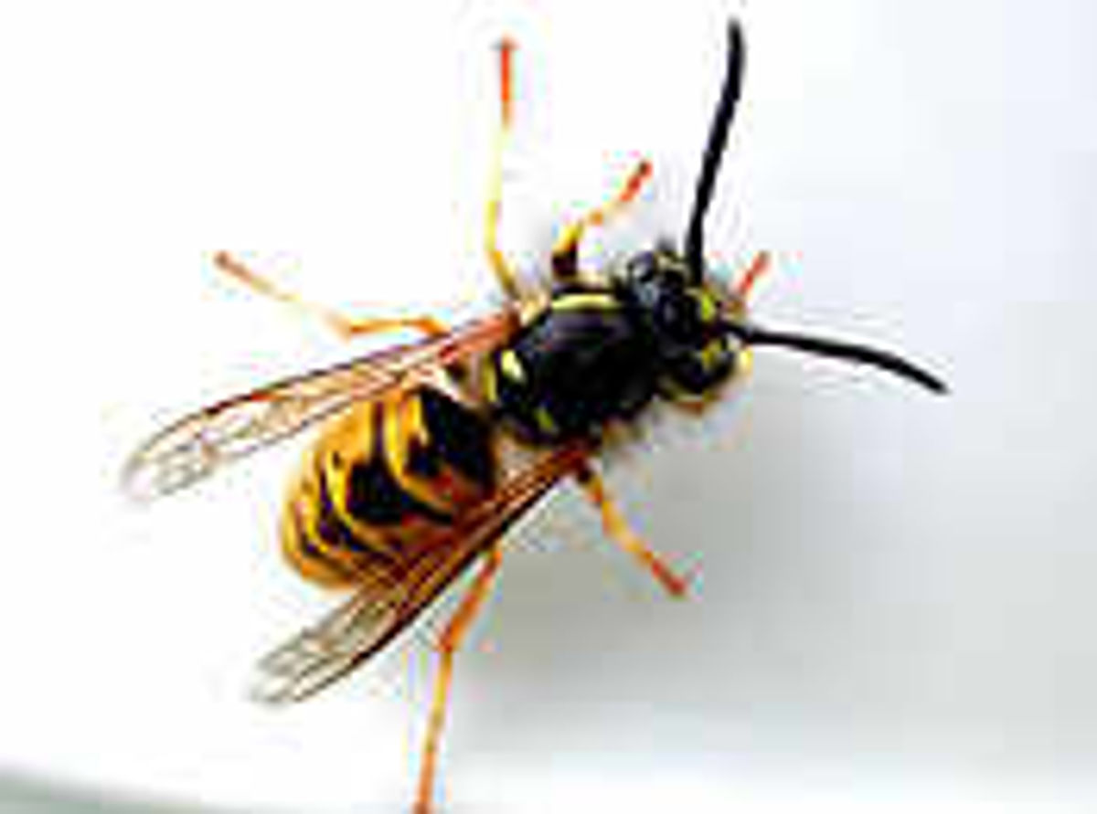 Boys attacked by wasps | Express & Star