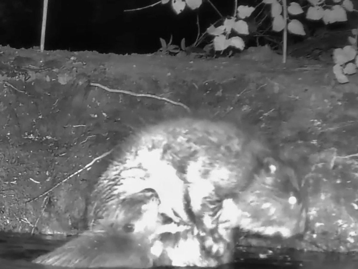 'Remarkable' – Baby beavers born in Staffordshire for first time in 400 ...