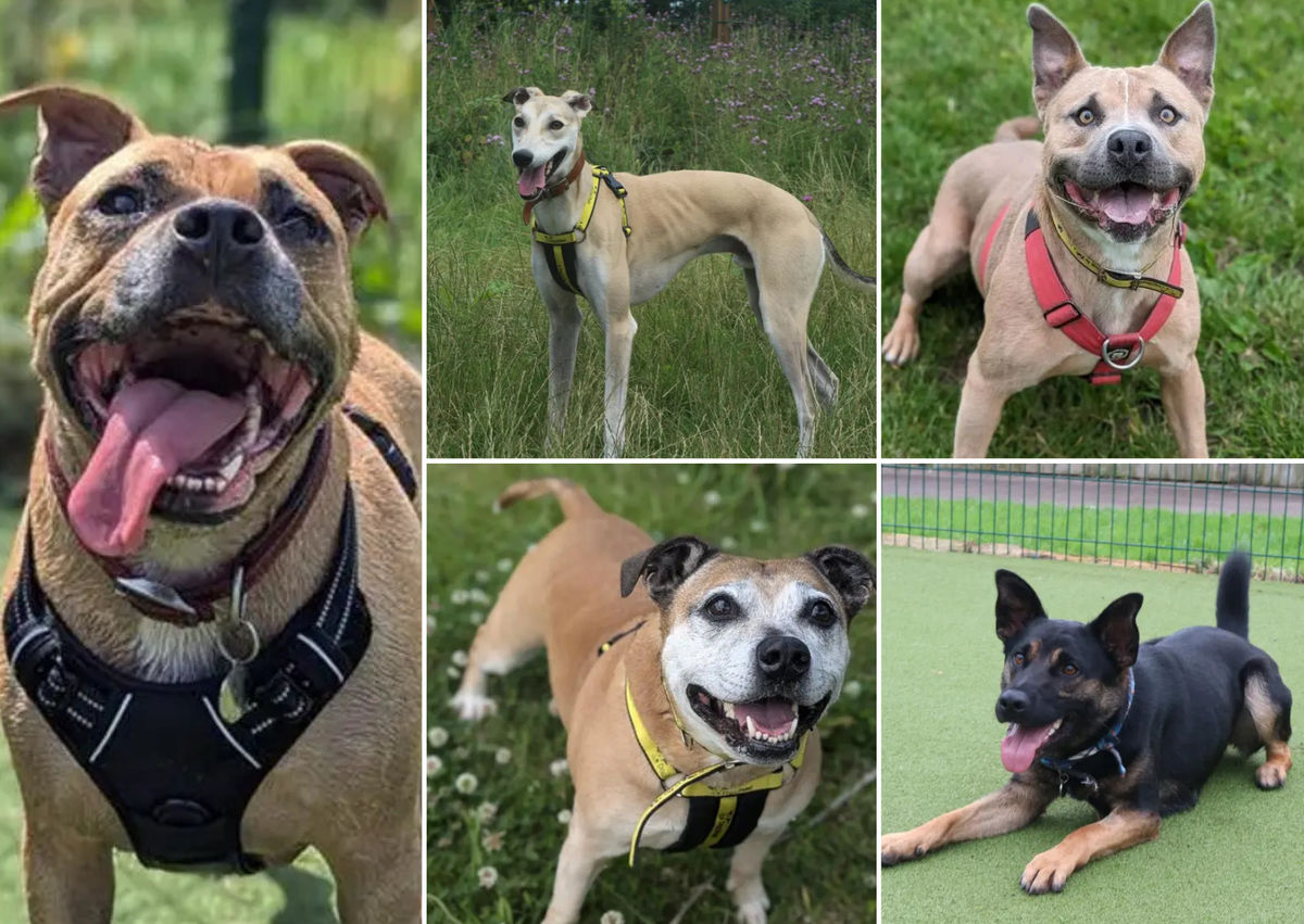 Dogs Trust: 23 adorable dogs in search for their forever homes in ...