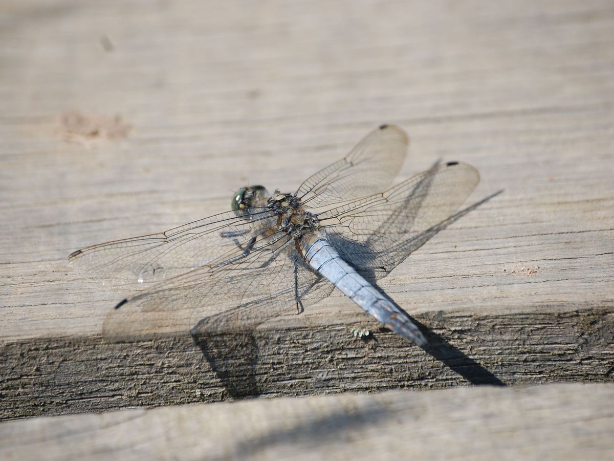 First recorded sighting of rare dragonfly in Belfast hailed by ...