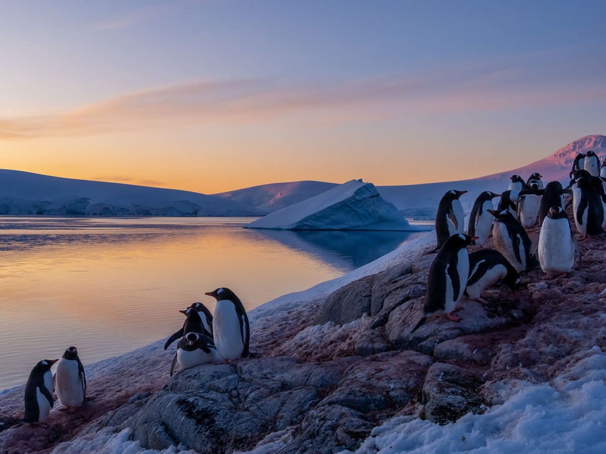 Trump imposes tariffs on remote islands near Antarctica home only to ...