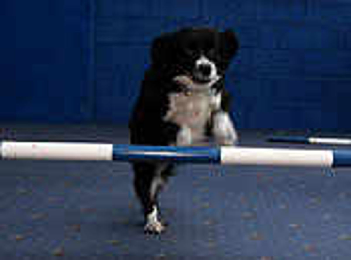 Cancer-hit collie has a spring in her step | Express & Star