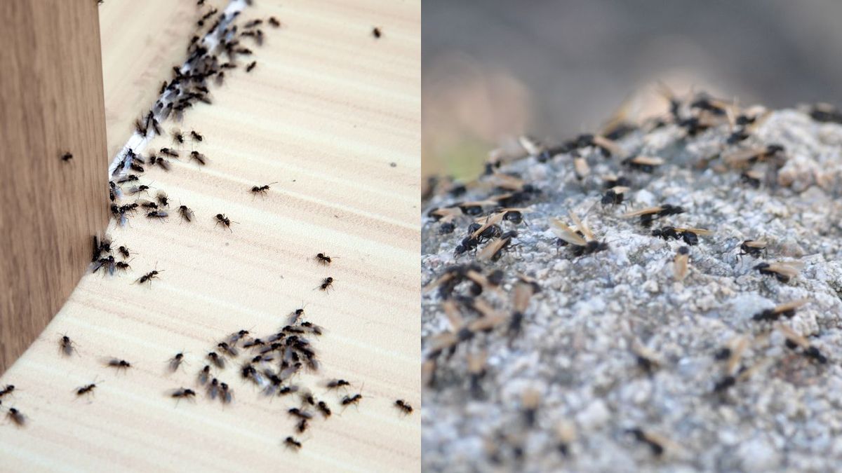 Flying Ant Day UK: When is Flying Ant Day? Why do flying ants suddenly ...
