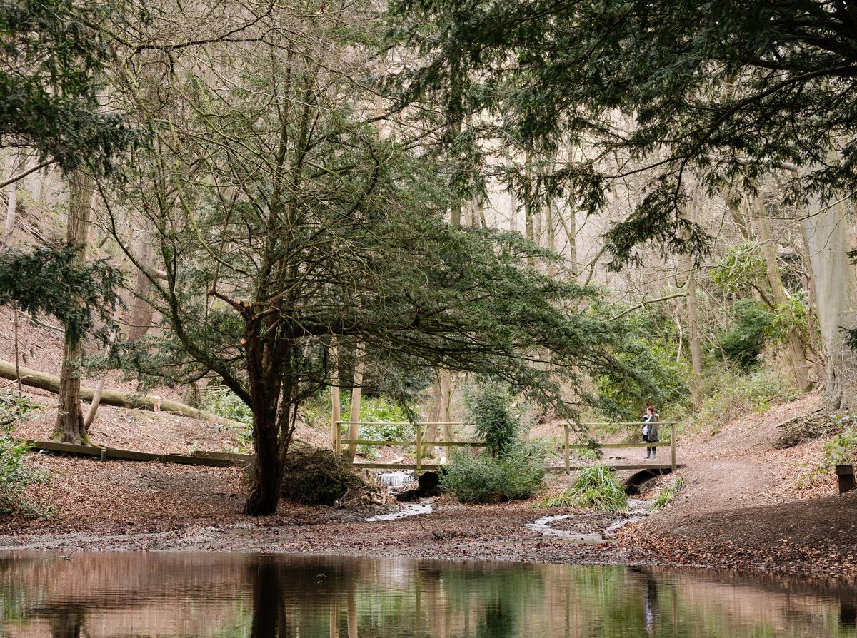 Woodland in South Shropshire named 'least stressful spot in England ...