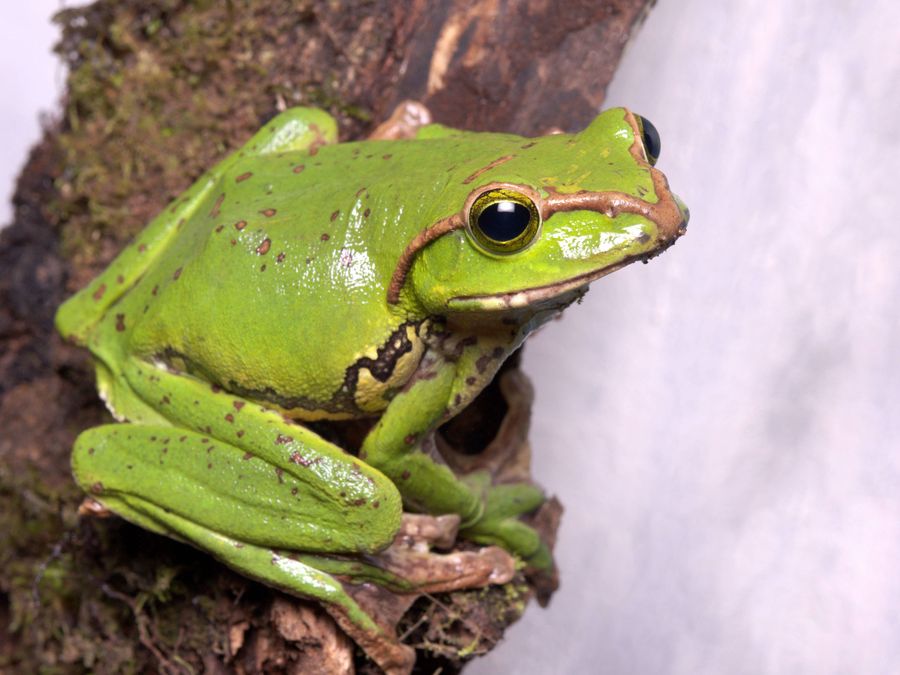 What are ‘office frogs’? Here’s how businesses can tackle this Gen Z ...