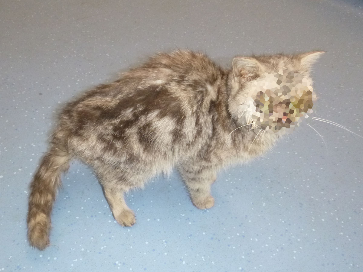 Cat owners banned from keeping animals after pet's eyes burst ...