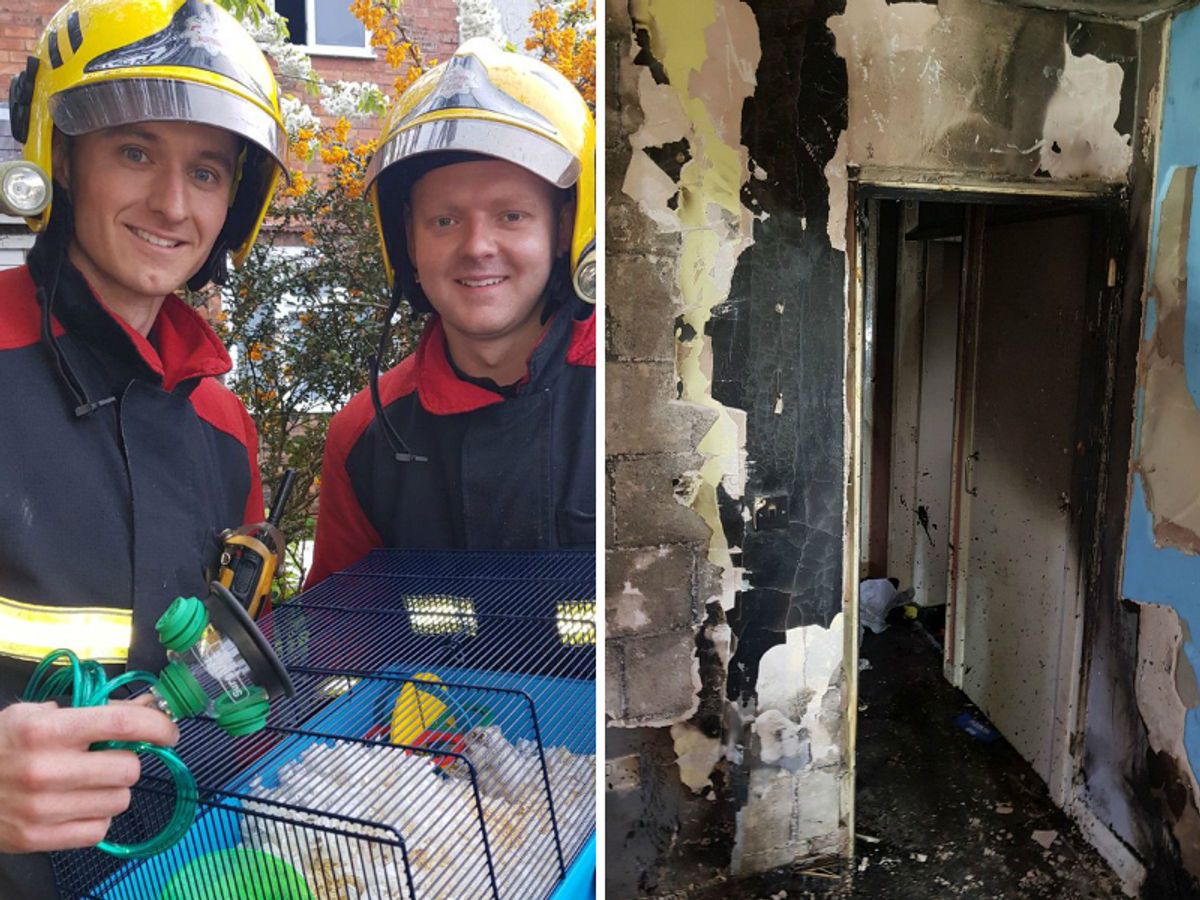 Hamster saved by firefighters after Wolverhampton house blaze | Express ...