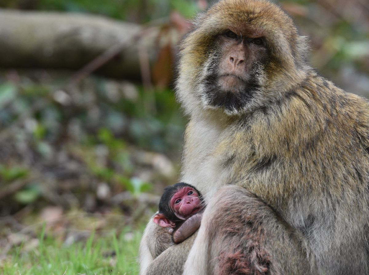 Watch: Trentham Monkey Forest welcomes three newborn Barbary macaques ...