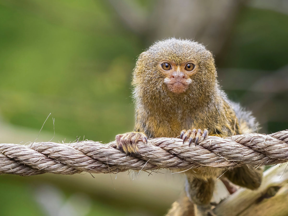Watch: World's smallest monkeys take first step outside at West ...