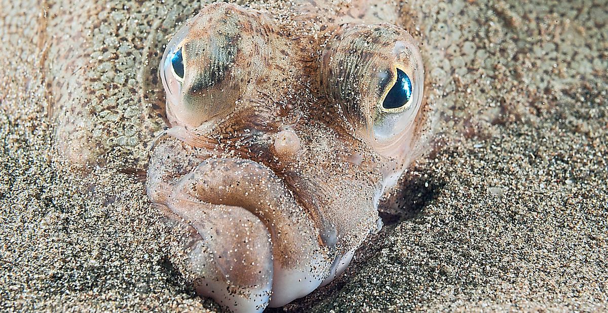 'Plaice Face' picture from Welsh coast wins national award | Shropshire ...