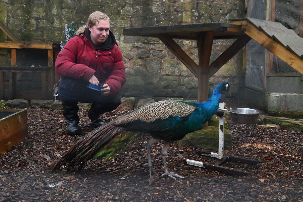 Sedgley animal sanctuary speaks of 'overwhelming' community spirit and ...