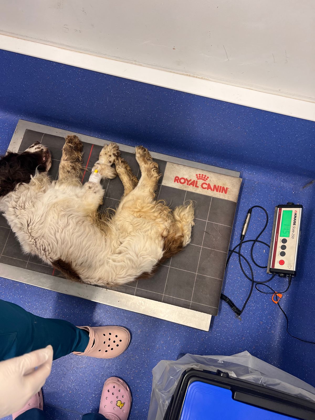 Spaniel found 'collapsed and emaciated' on dual carriageway layby in ...