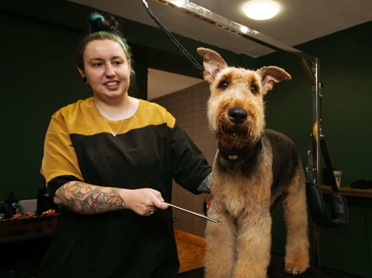New Shrewsbury dog salon now welcoming four-legged friends | Shropshire ...