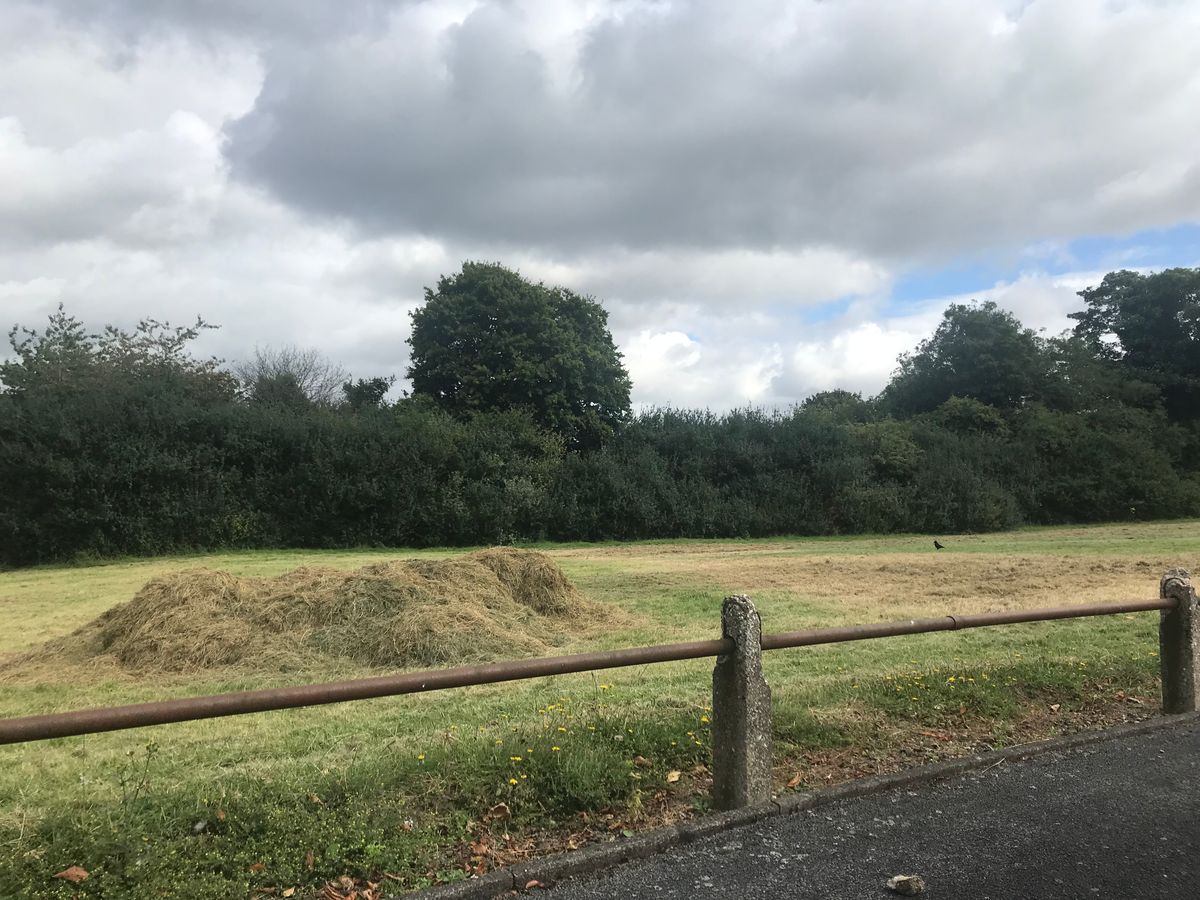 Petition to stop rewilding in Walsall to be heard at council meeting ...