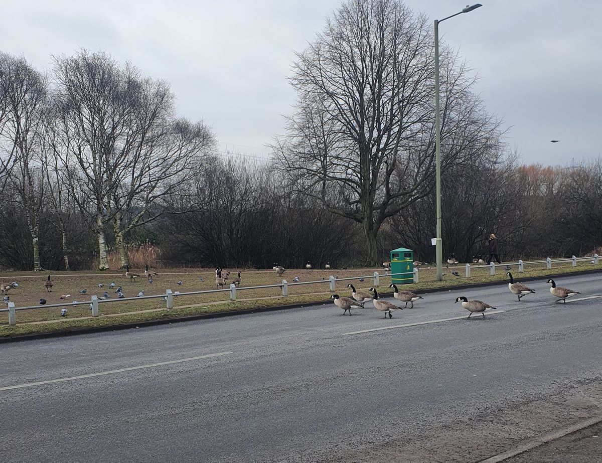 Police ensure safe crossing of waddling geese in Wednesbury | Express ...