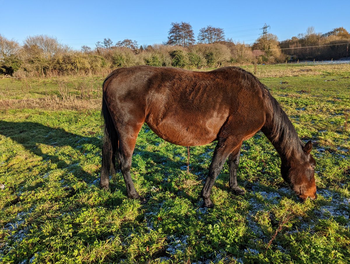 Kidderminster horse owner given ban after RSPCA finds pregnant mare ...