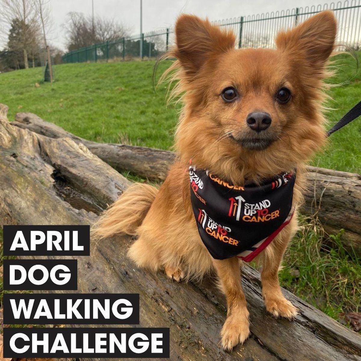 Paw-some canine cancer challenge launched | Shropshire Star