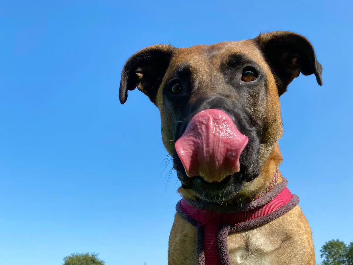 Fresh appeal to find home for 'love-bug' dog who has spent more than ...