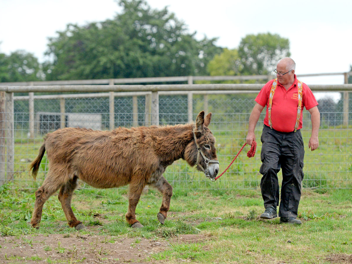 Crowd braves the rain to support auction of Scotty's Donkeys' remaining ...