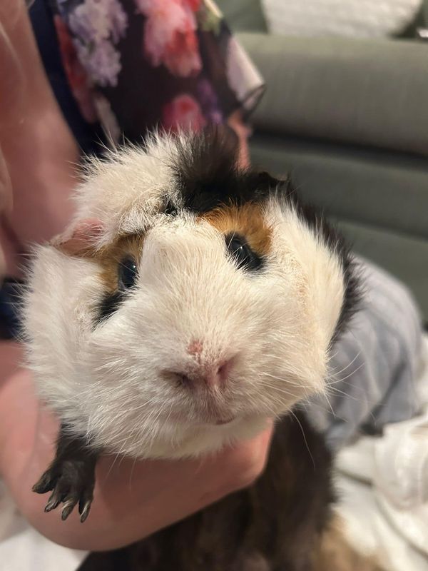 'The worst case of neglect I’ve seen' – Shocking discovery of guinea ...