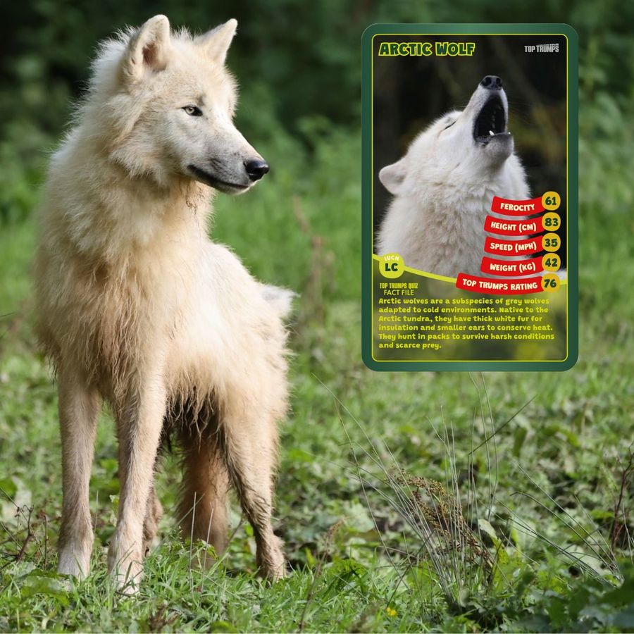 Telford zoo launches 'Top Trumps' set along with themed experience ...