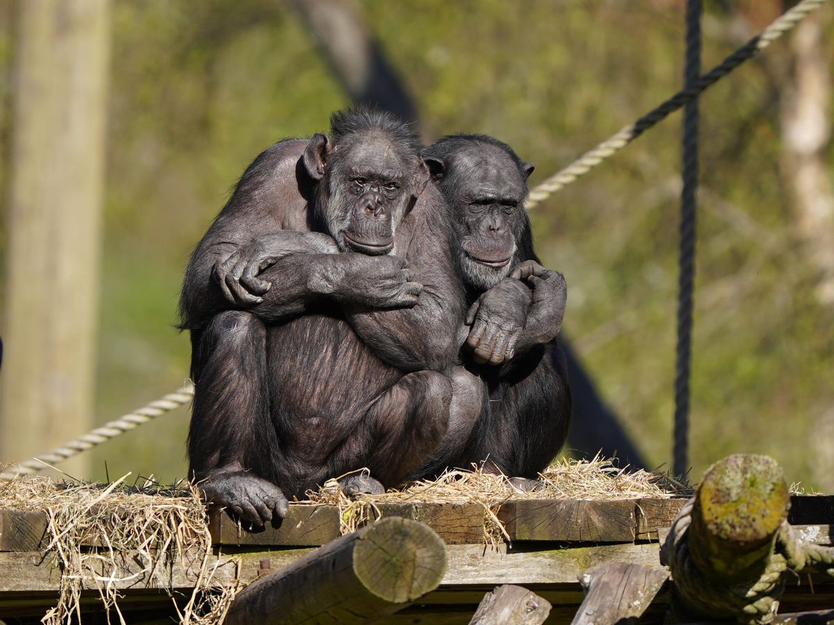 Monkeys will never be able to write Shakespeare’s entire works, study ...