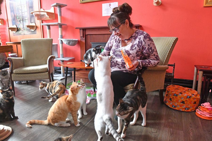Unique Wolverhampton cat cafe welcomes customers to meet furry friends ...