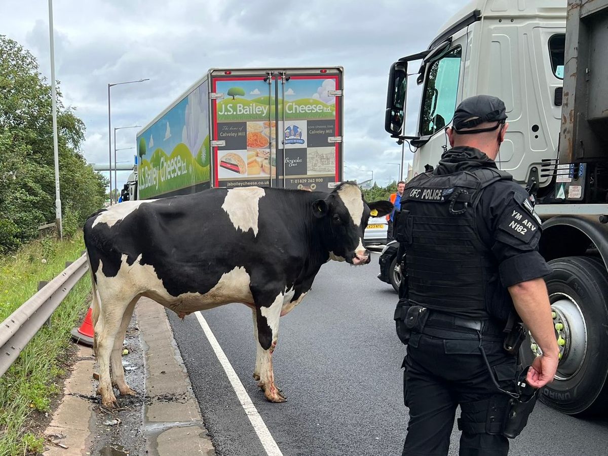 M6 reopens after two cows fell off lorry into the road causing closure ...