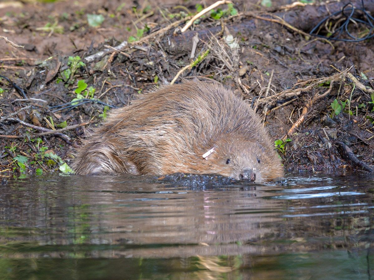 Bold approach urged to put beavers back into the wild in England and ...