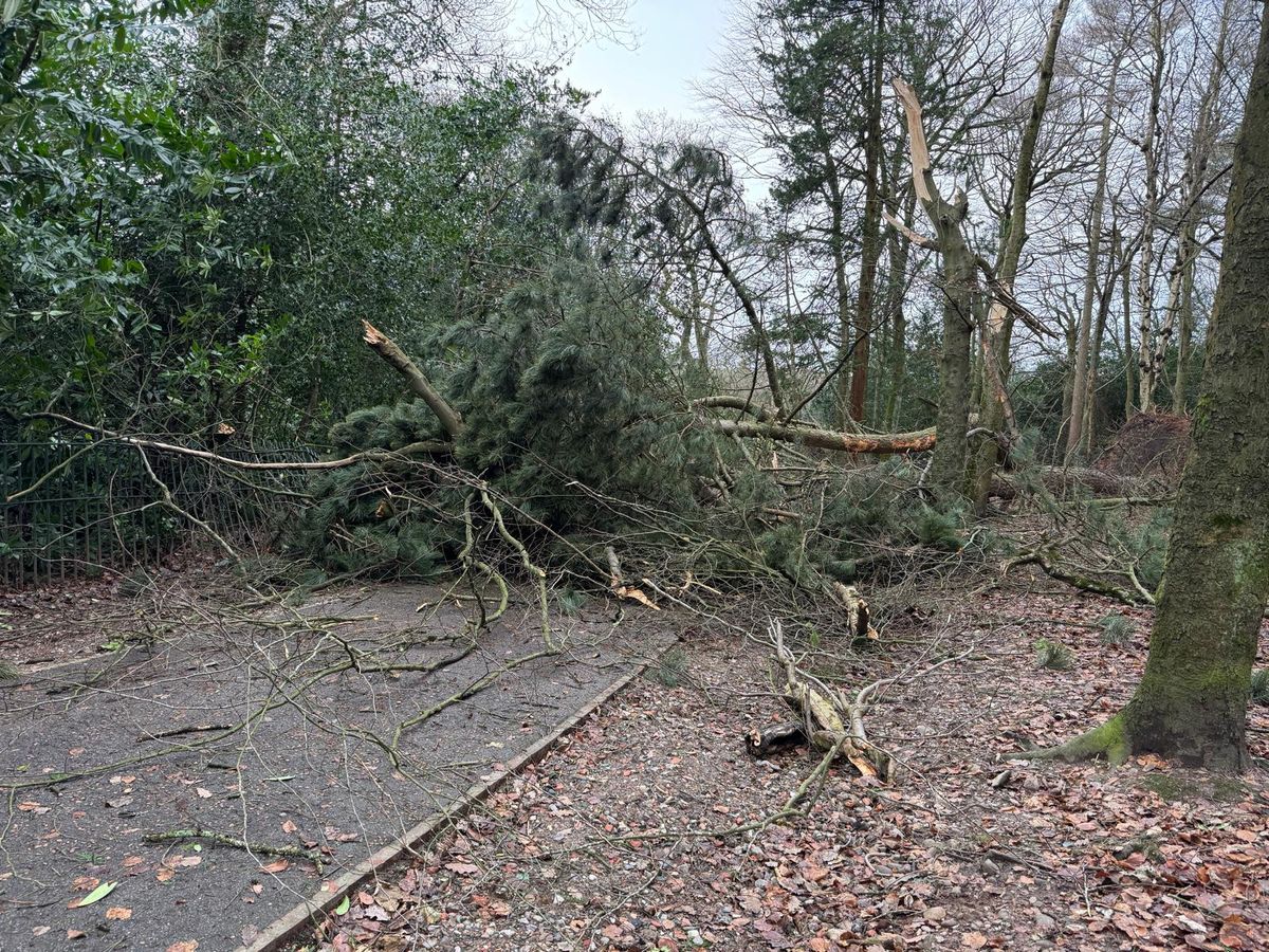 Beloved Sandwell woods destroyed by high winds brought by Storm Darragh ...