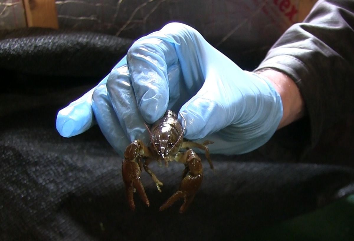Rare crayfish breed in the wild | Shropshire Star