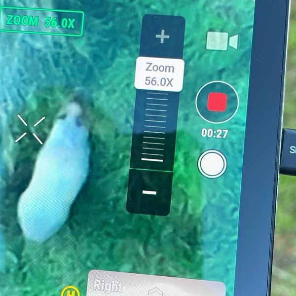 Everything we know about Cinnamon - the missing Telford capybara on the ...