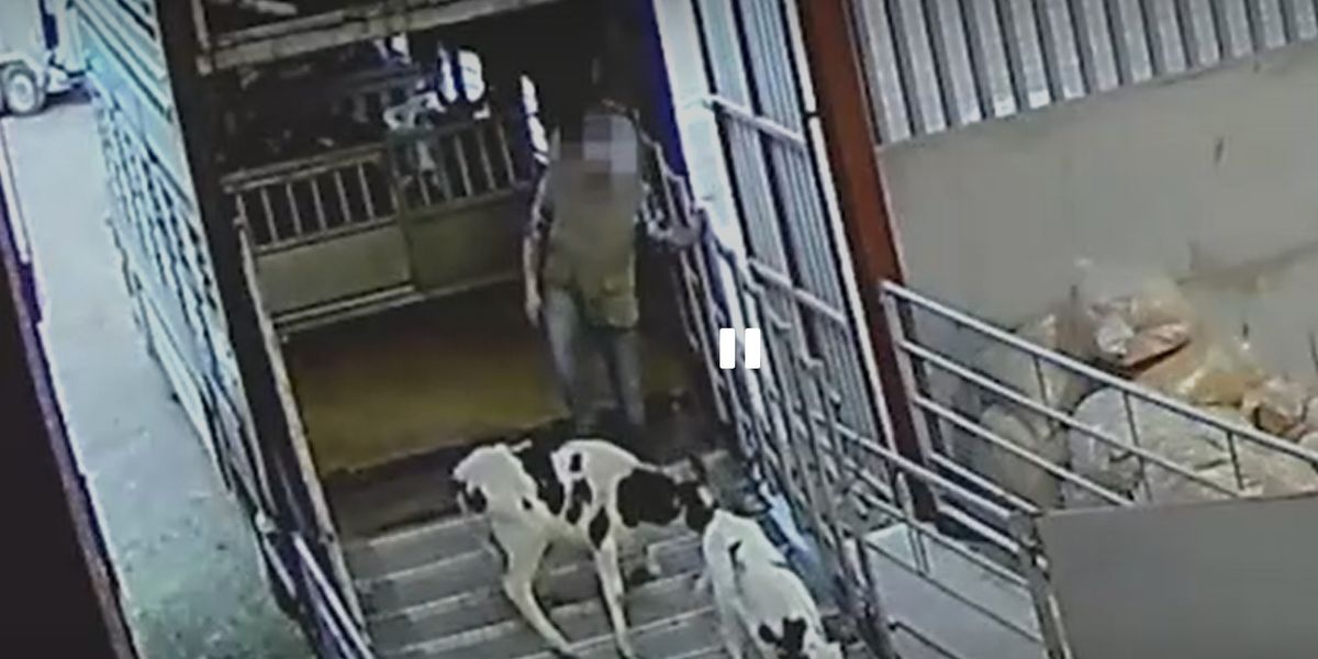 Three Shropshire farmers banned from keeping animals and fined after ...