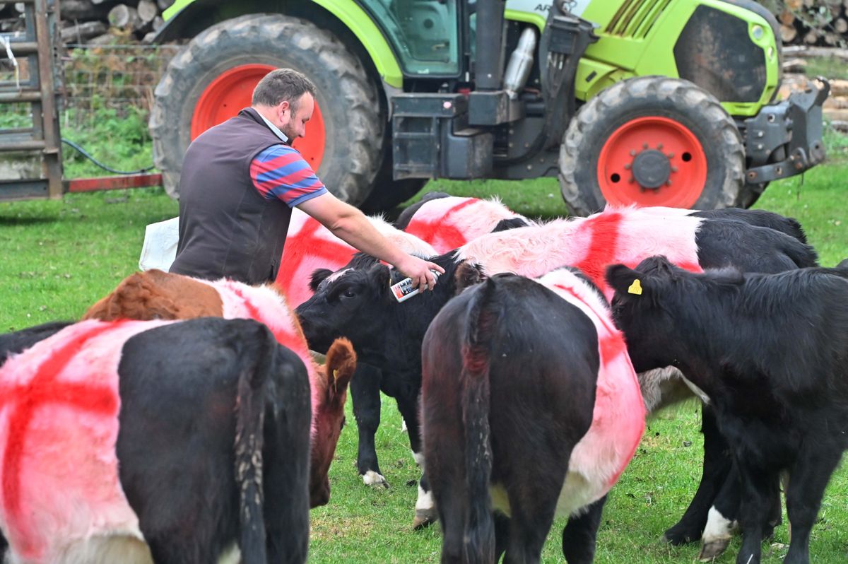 We sprayed the St George's Cross on my cows near Bridgnorth – here's ...