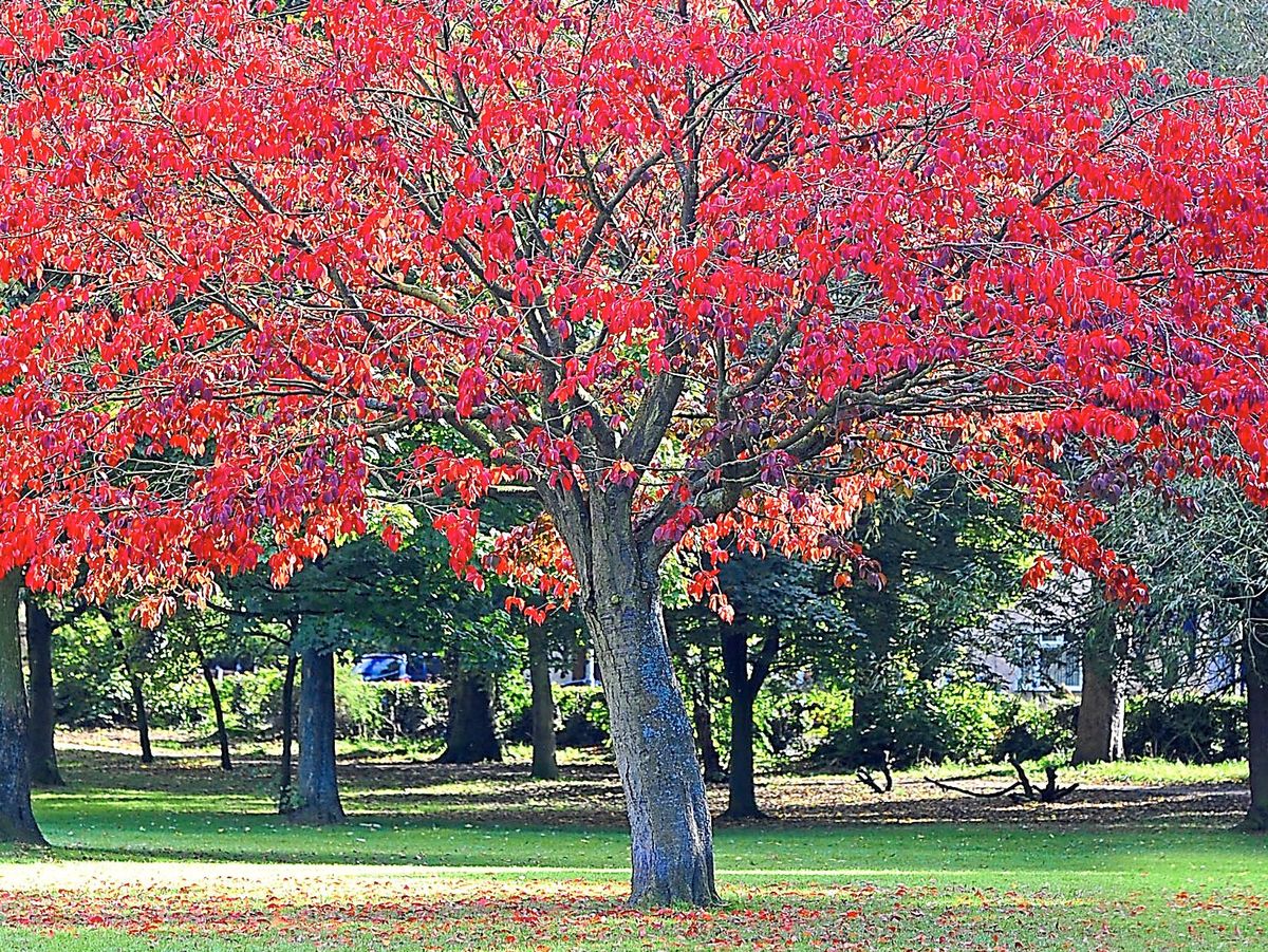 Council wants share of funding pot to plant more trees in Wolverhampton ...