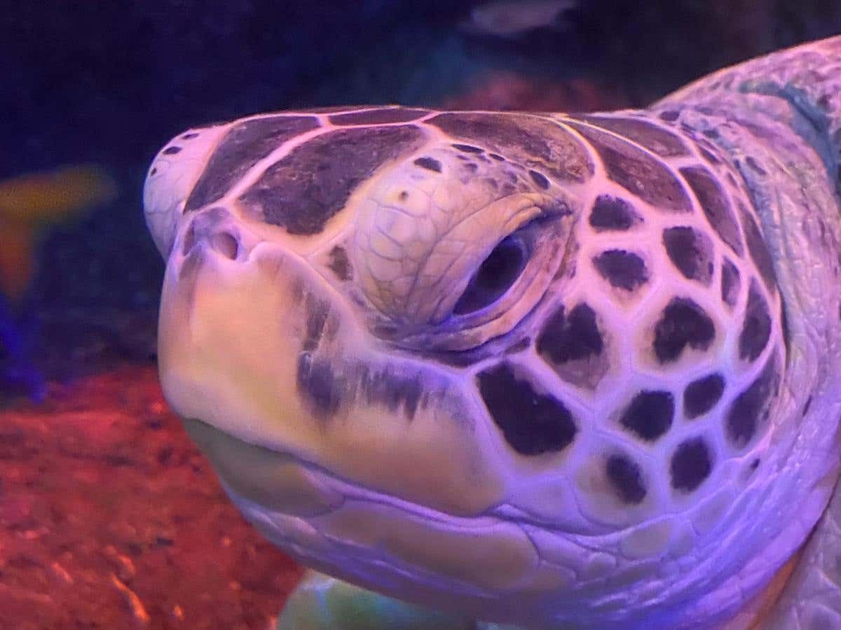 Obese turtle from Manchester put on diet after gaining lockdown pounds ...