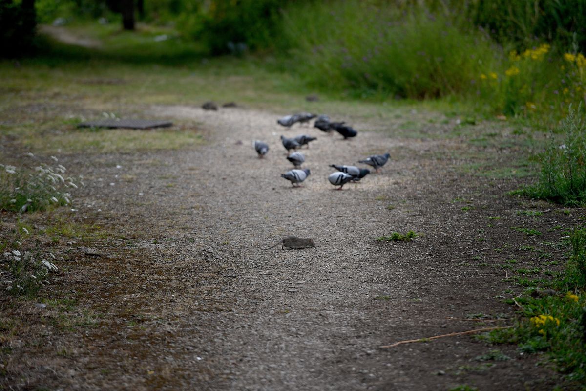 Sandwell canal rat problem 'where rats nibble at shoes' caused by ...