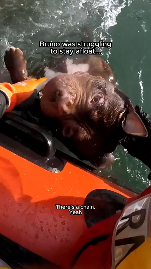 Watch the moment a struggling dog gets rescued from sea by RNLI ...