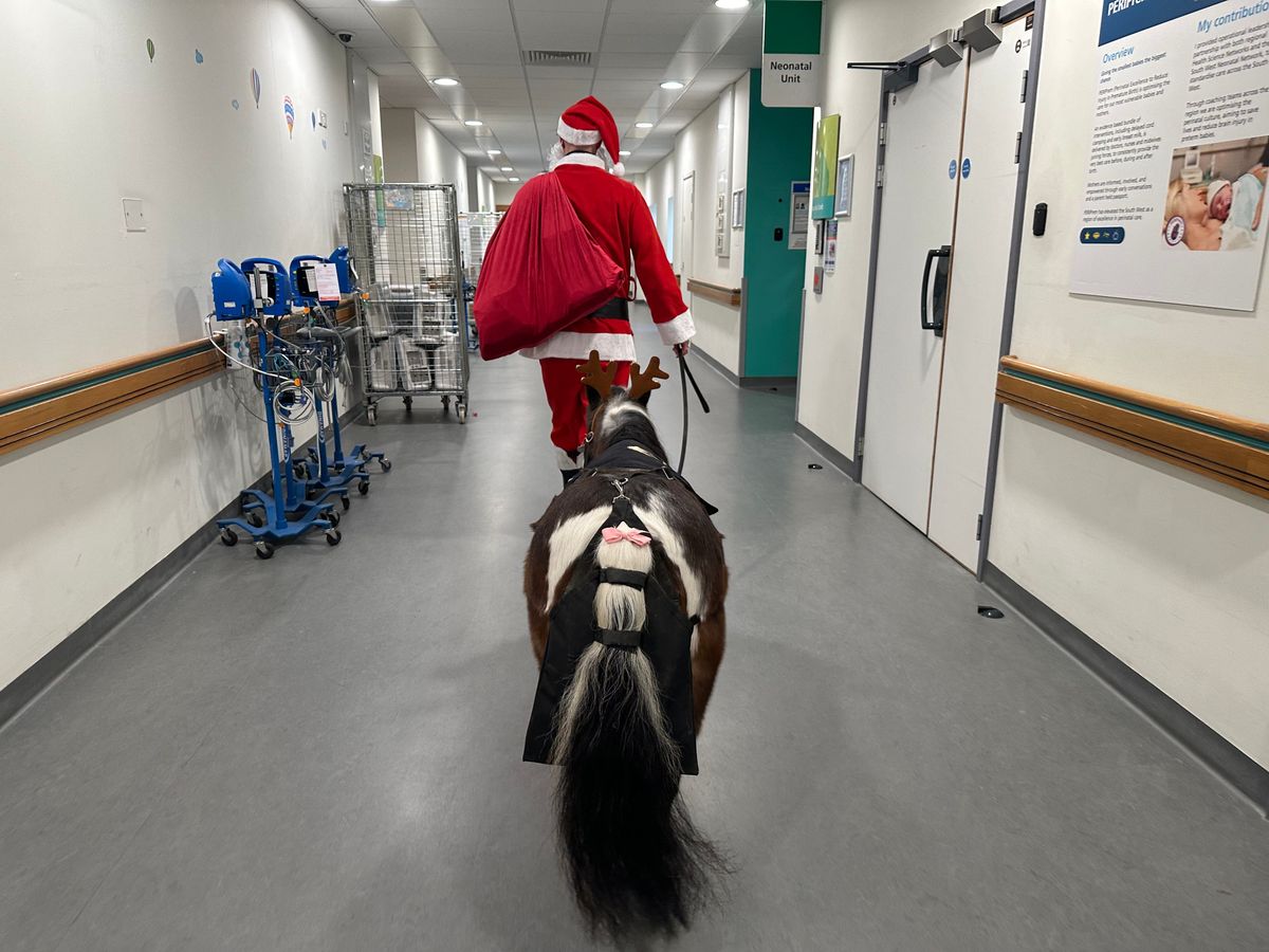 Therapy pony dressed as reindeer brings festive joy to children in ...