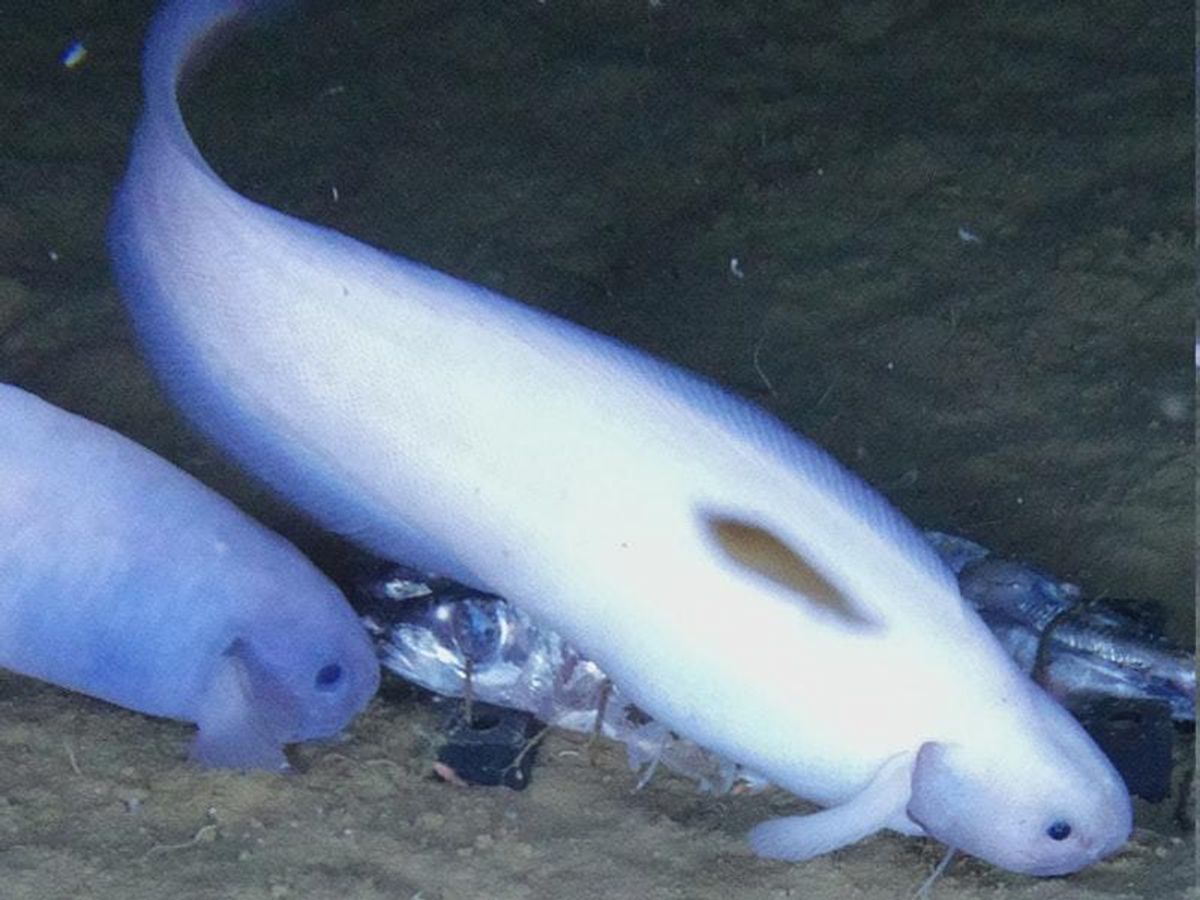 Three new species of snailfish discovered in deep sea | Shropshire Star