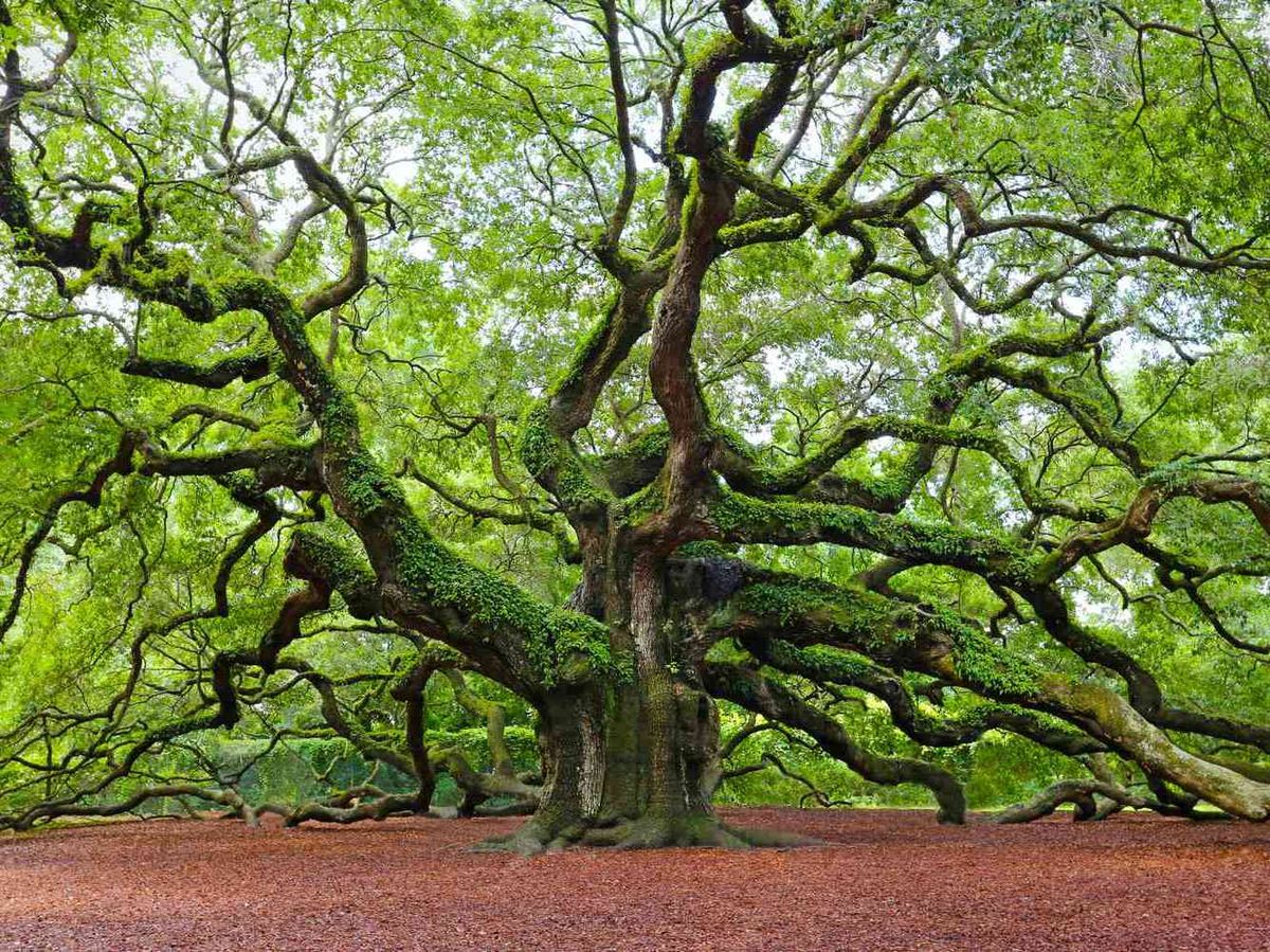 The growing problem with our love of trees | Express & Star