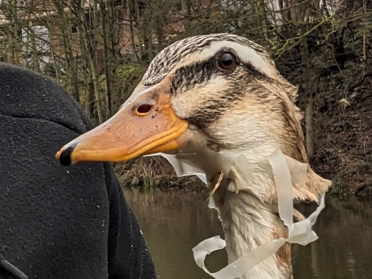 Litter warning renewed after duck left struggling to eat due to plastic ...