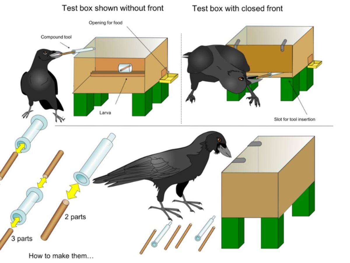 Crows use their bird brains to put together DIY tools | Express & Star