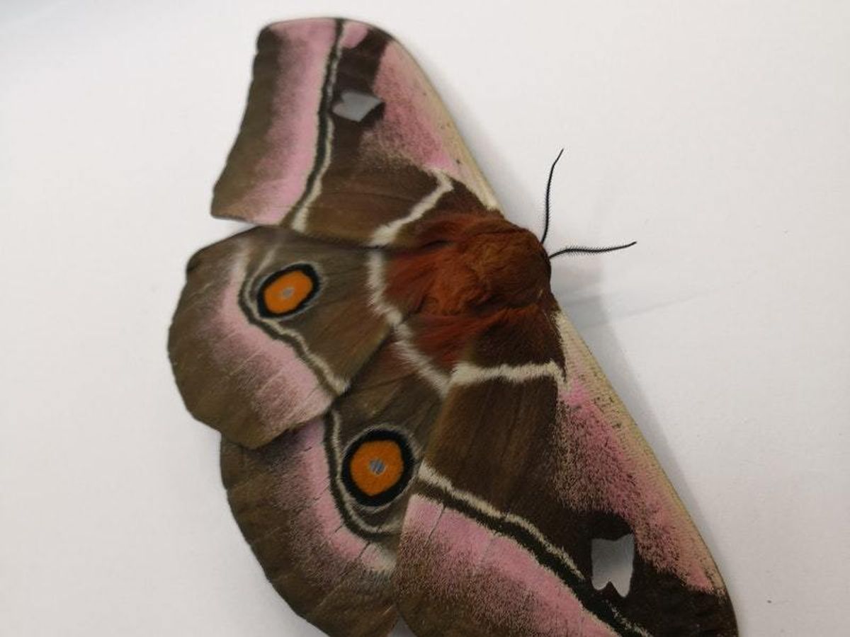 Moths use ‘stealth fighter technology’ to avoid being detected by bats ...