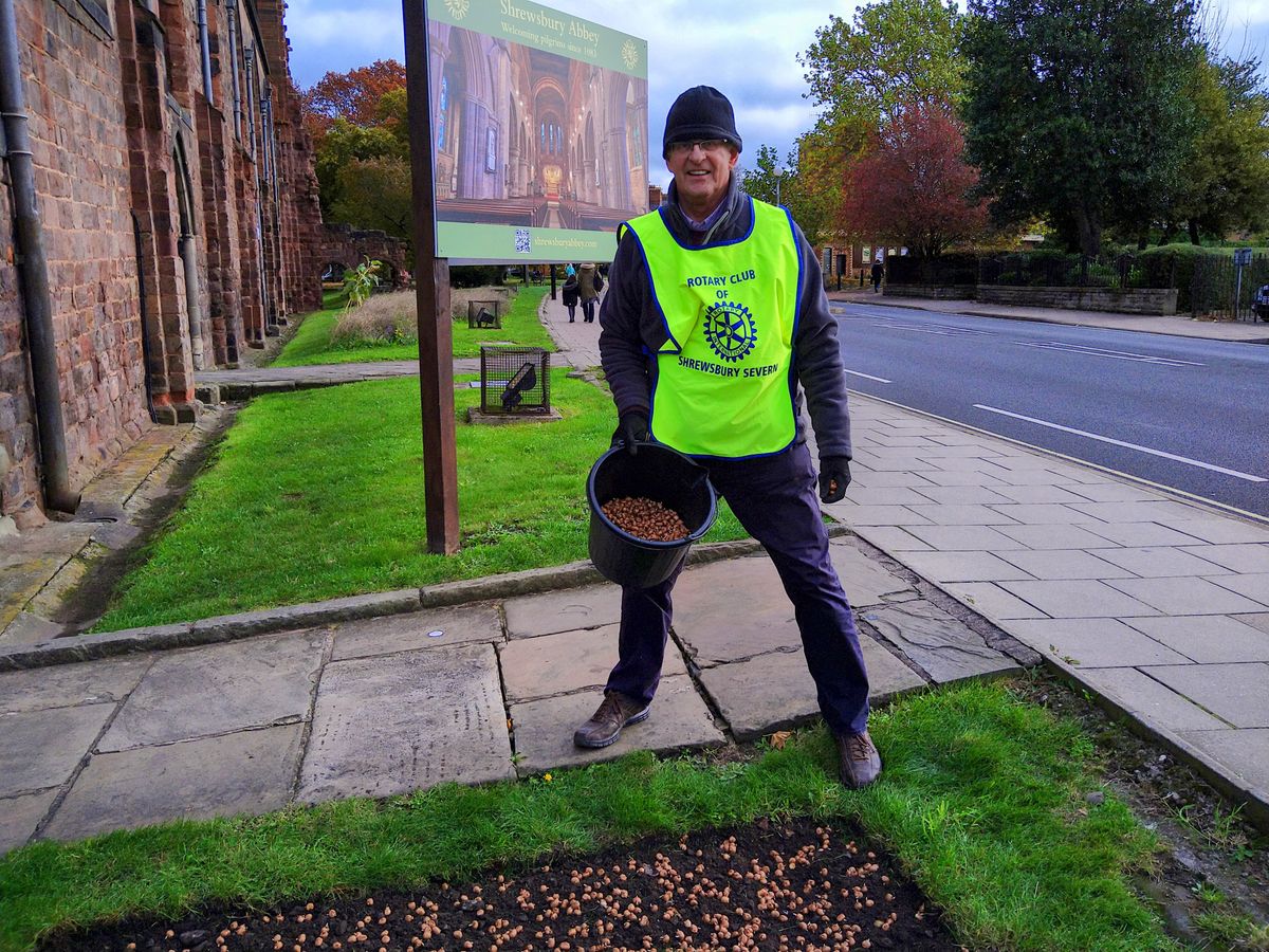 Thousands of crocus bulbs planted by Rotary club at Shrewsbury Abbey ...