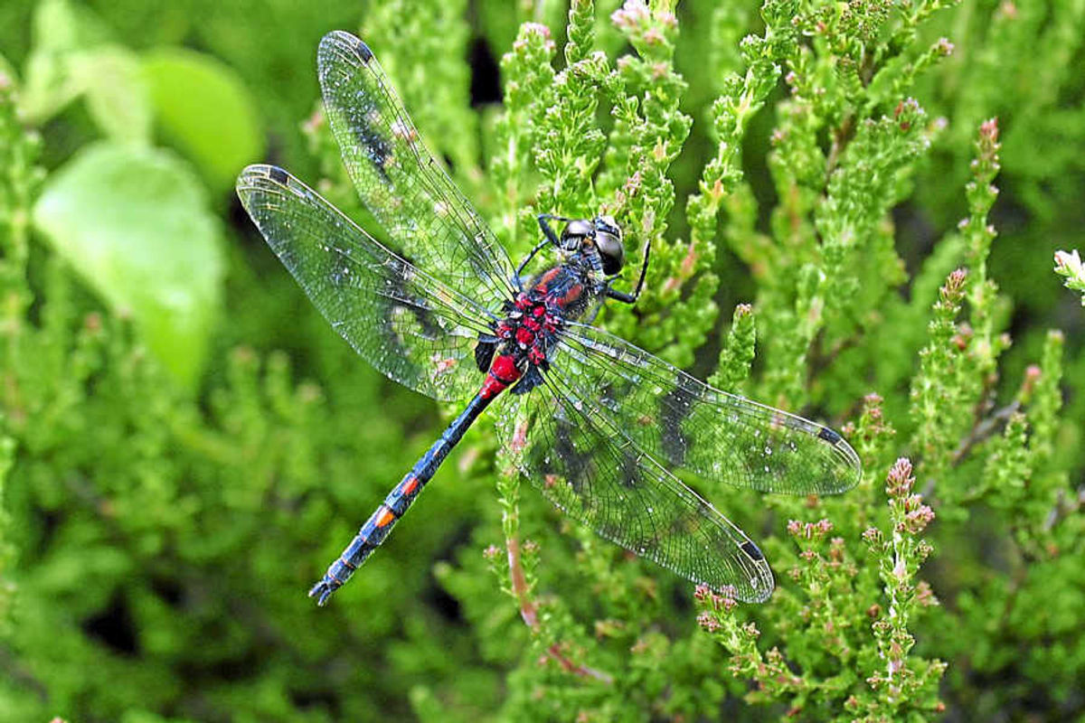 Rare dragonfly comes home after being spotted in Shropshire by wildlife ...